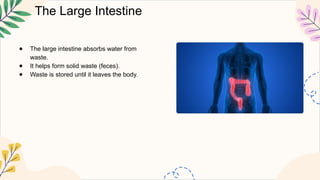 Digestive System - 6th grade........pptx
