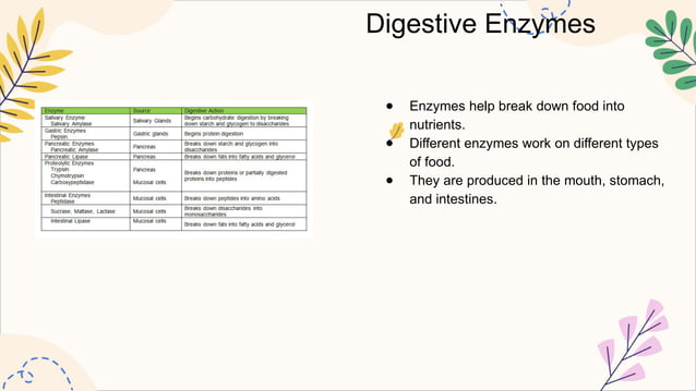 Digestive System - 6th grade........pptx | Digestive Disorders ...