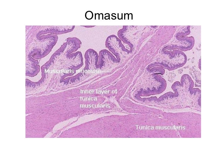 Digestive system bovine