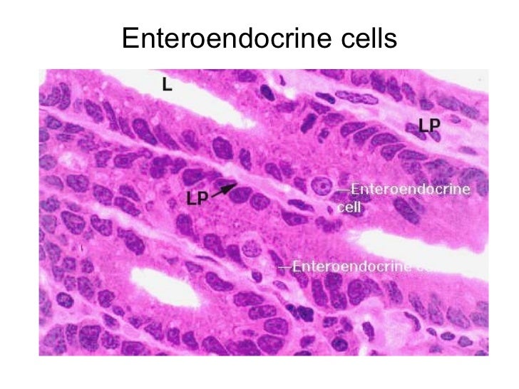 Enteroendocrine Cells Function In Stomach