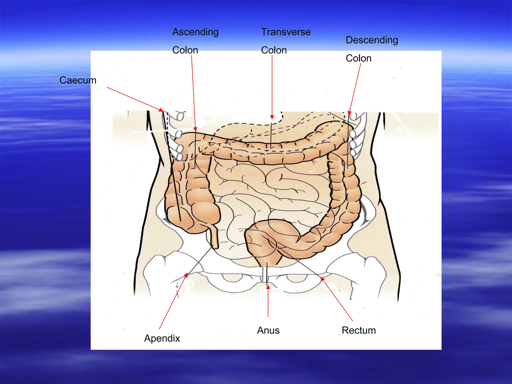 Digestive System - Digestion of carbohydrates, proteins and lipids.ppt