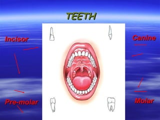 Digestive System - Digestion of carbohydrates, proteins and lipids.ppt