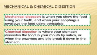 Grade 8 Science: Digestive System | PPTX