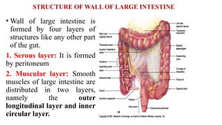 Digestive System- Functional Anatomy of LARGE INTESTINE.pptx