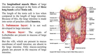 Digestive System- Functional Anatomy of LARGE INTESTINE.pptx