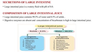Digestive System- Functional Anatomy of LARGE INTESTINE.pptx