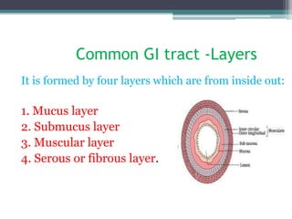 Digestive system -Basic introduction | PPT