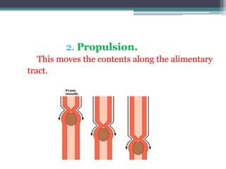 Digestive system -Basic introduction | PPT