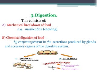 Digestive system -Basic introduction | PPT