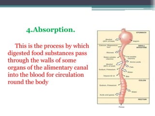 Digestive system -Basic introduction | PPT