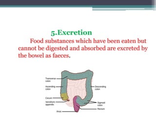 Digestive system -Basic introduction | PPT