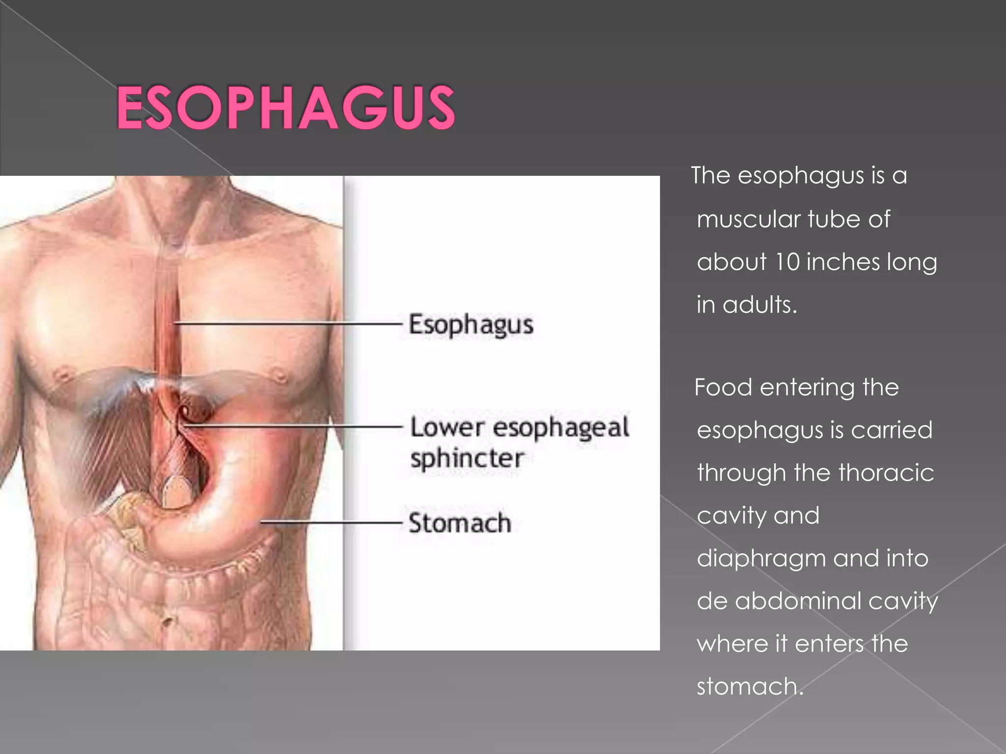 Digestive system presen.08