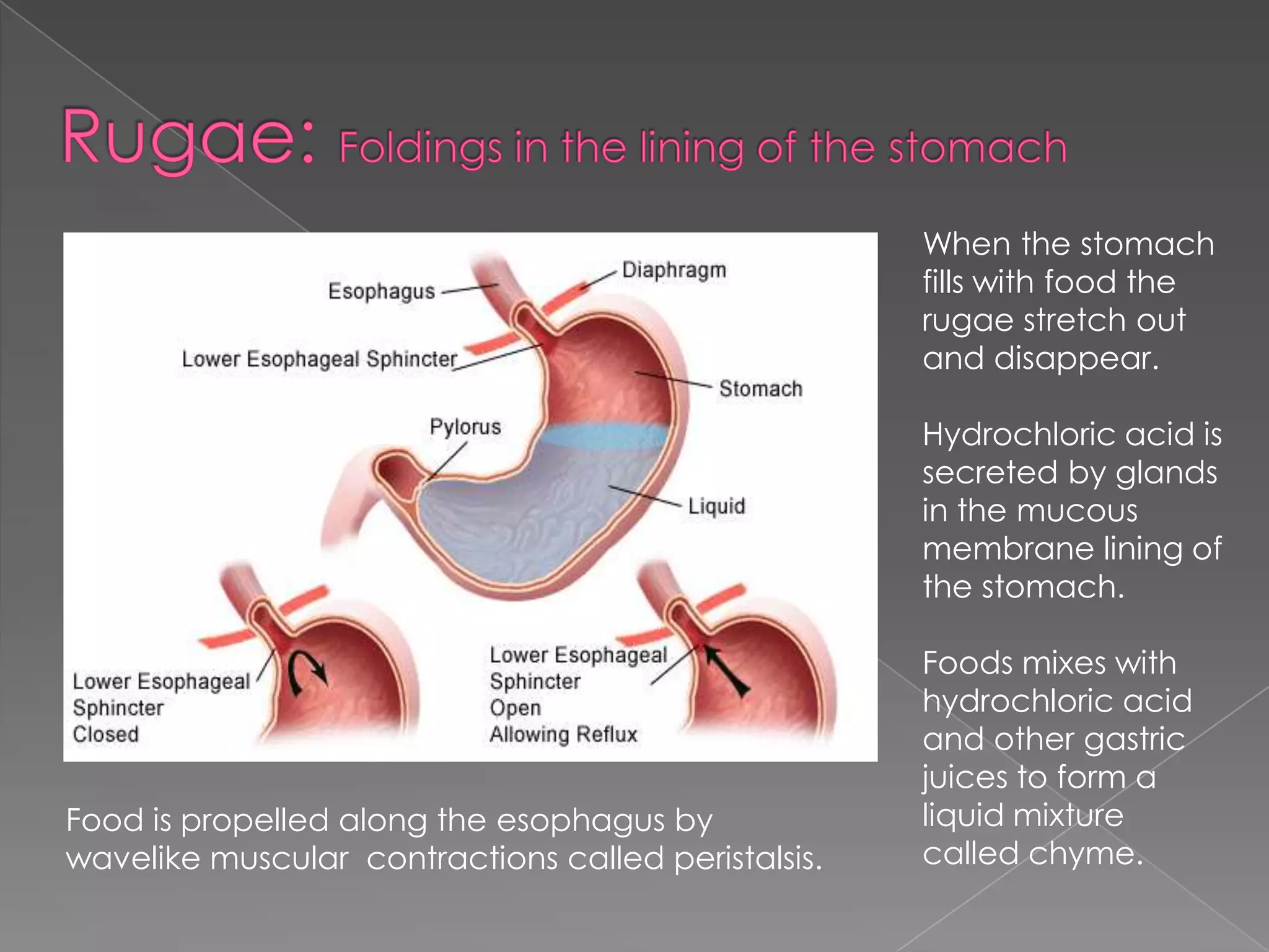 Digestive system presen.08