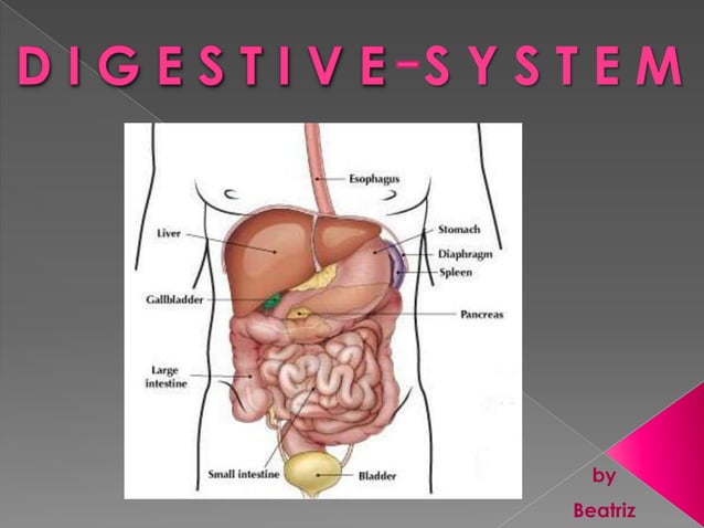 Digestive system presen.08