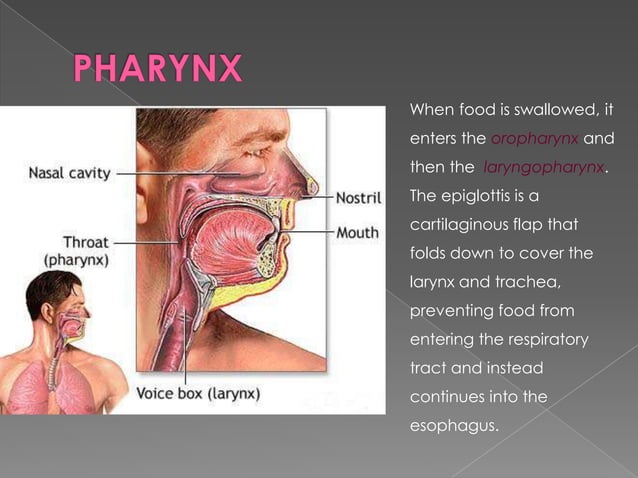 Digestive system presen.08