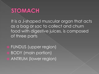 Digestive system presen.08
