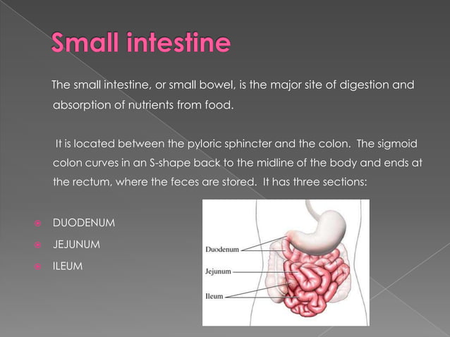 Digestive system presen.08