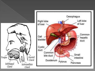 Digestive system presen.08
