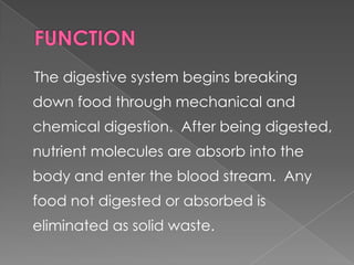 Digestive system presen.08