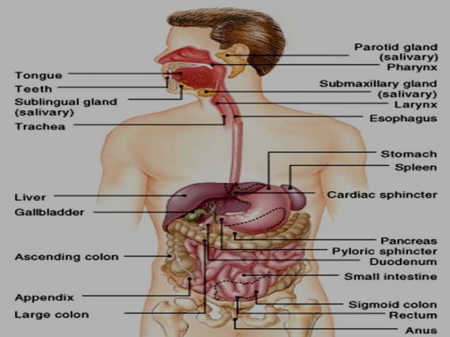 Digestive system presen.08