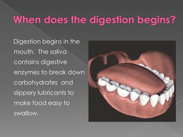 Digestive system presen.08