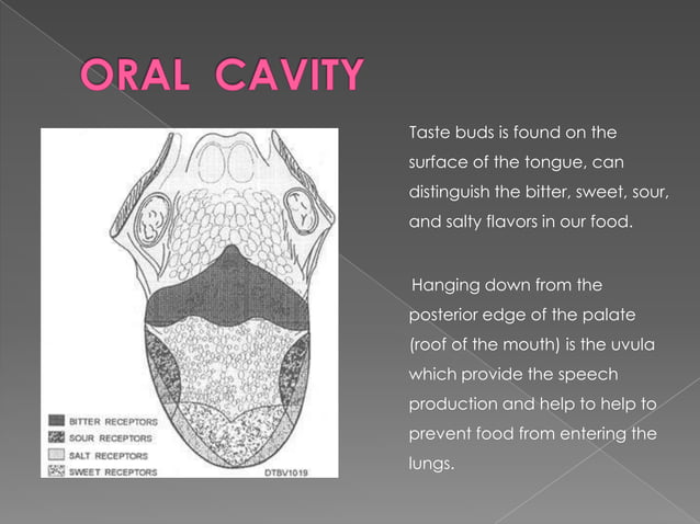 Digestive system presen.08