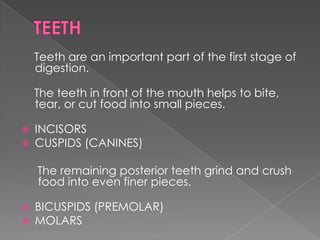 Digestive system presen.08