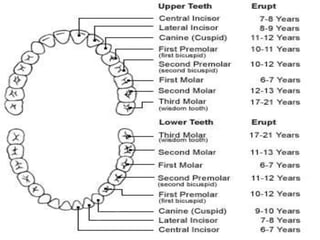 Digestive system presen.08