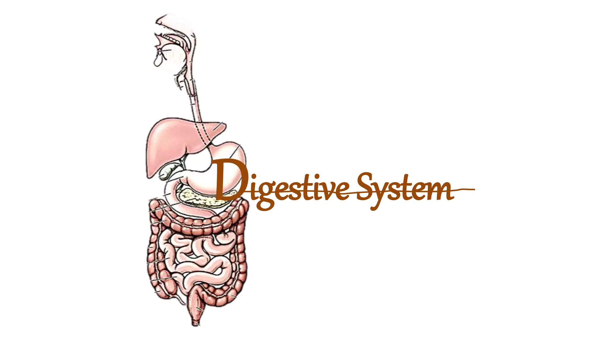 Digestive System-Radiology-2022.pptx