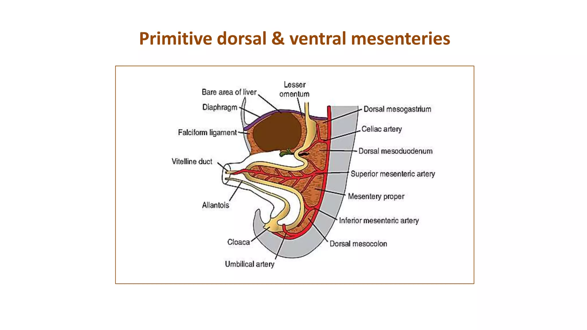 Digestive System-Radiology-2022.pptx