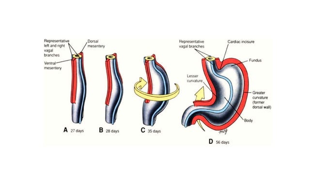 Digestive System-Radiology-2022.pptx