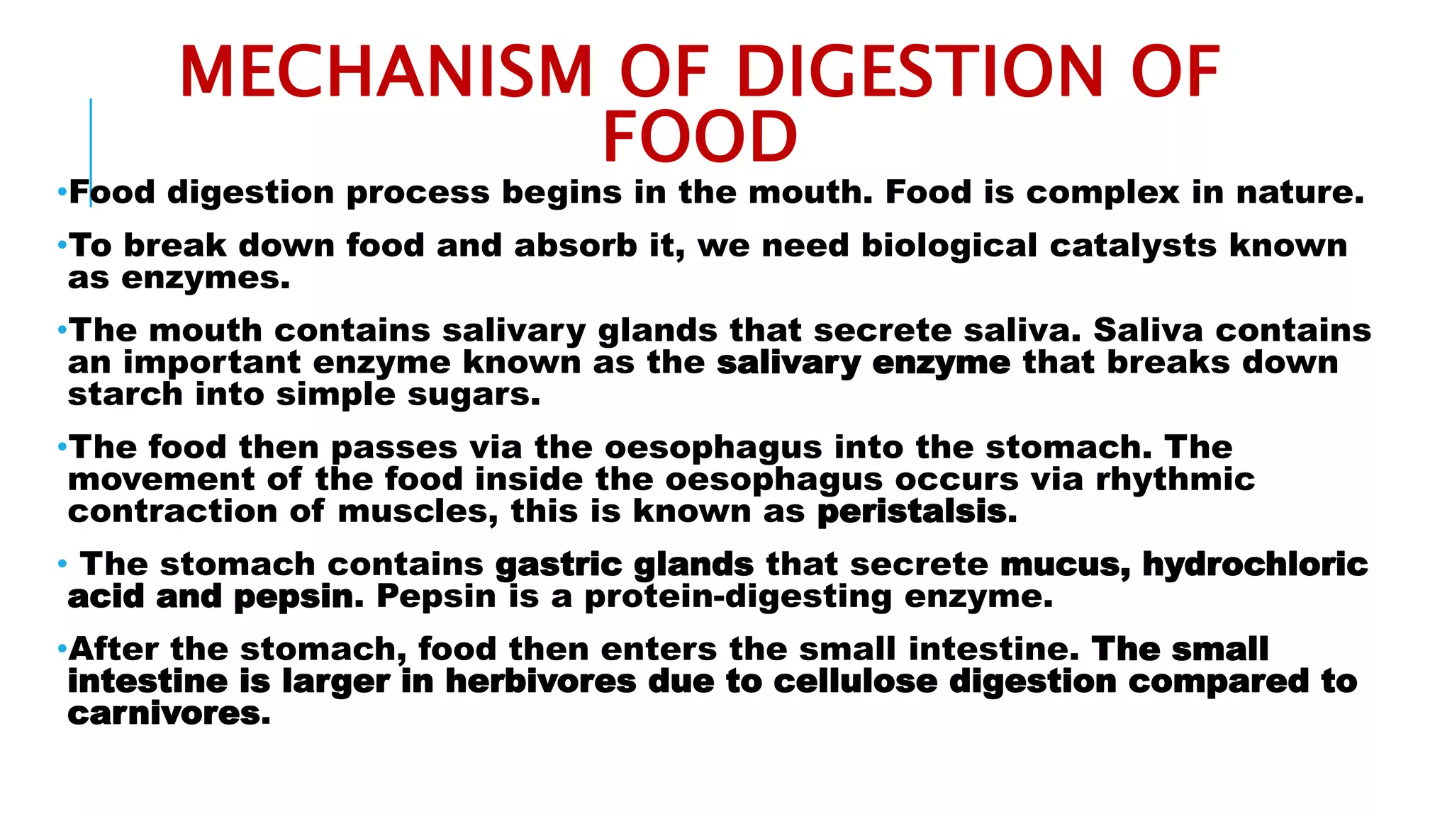 digestive system class 10 | PPTX
