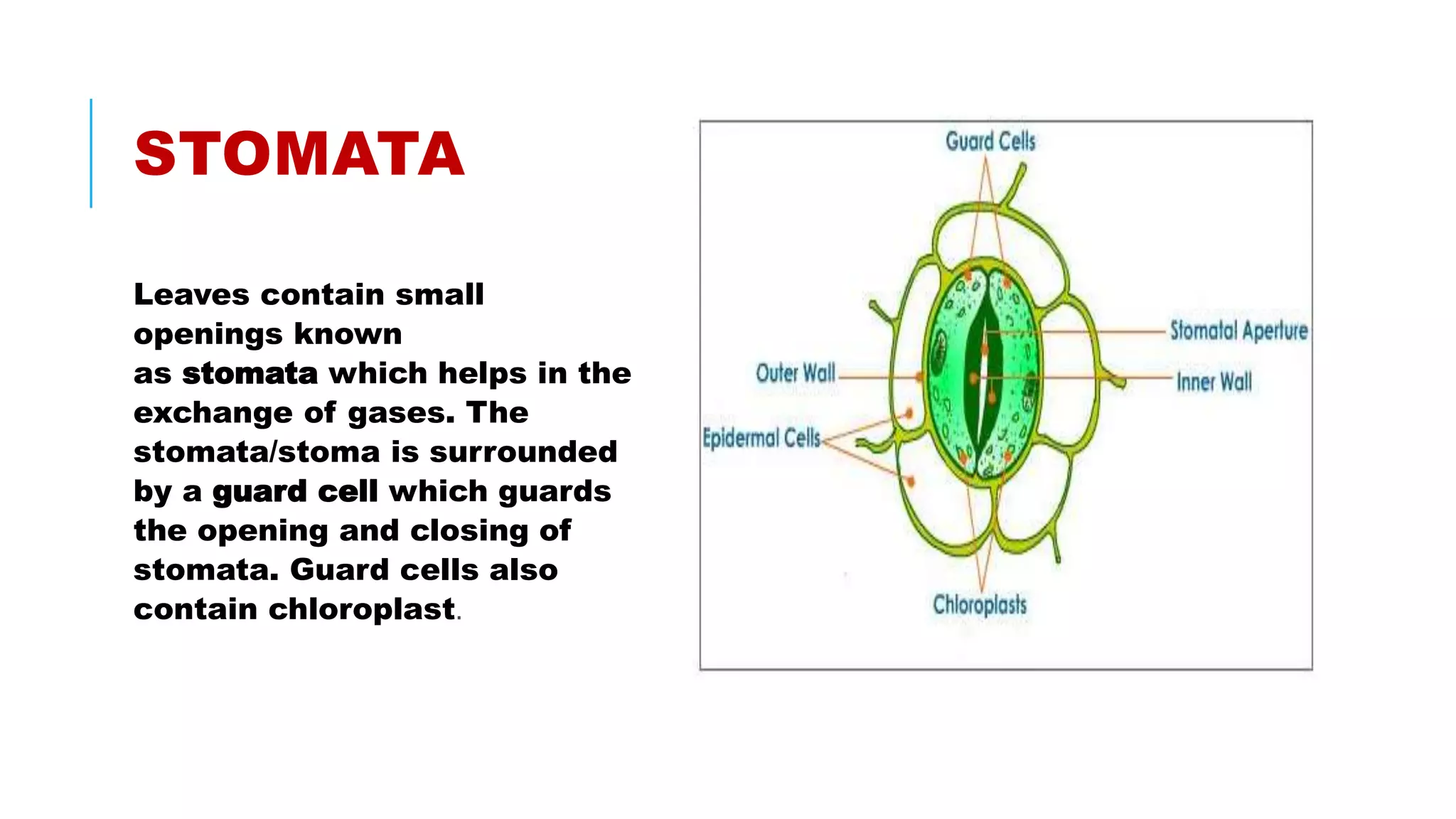digestive system class 10 | PPTX
