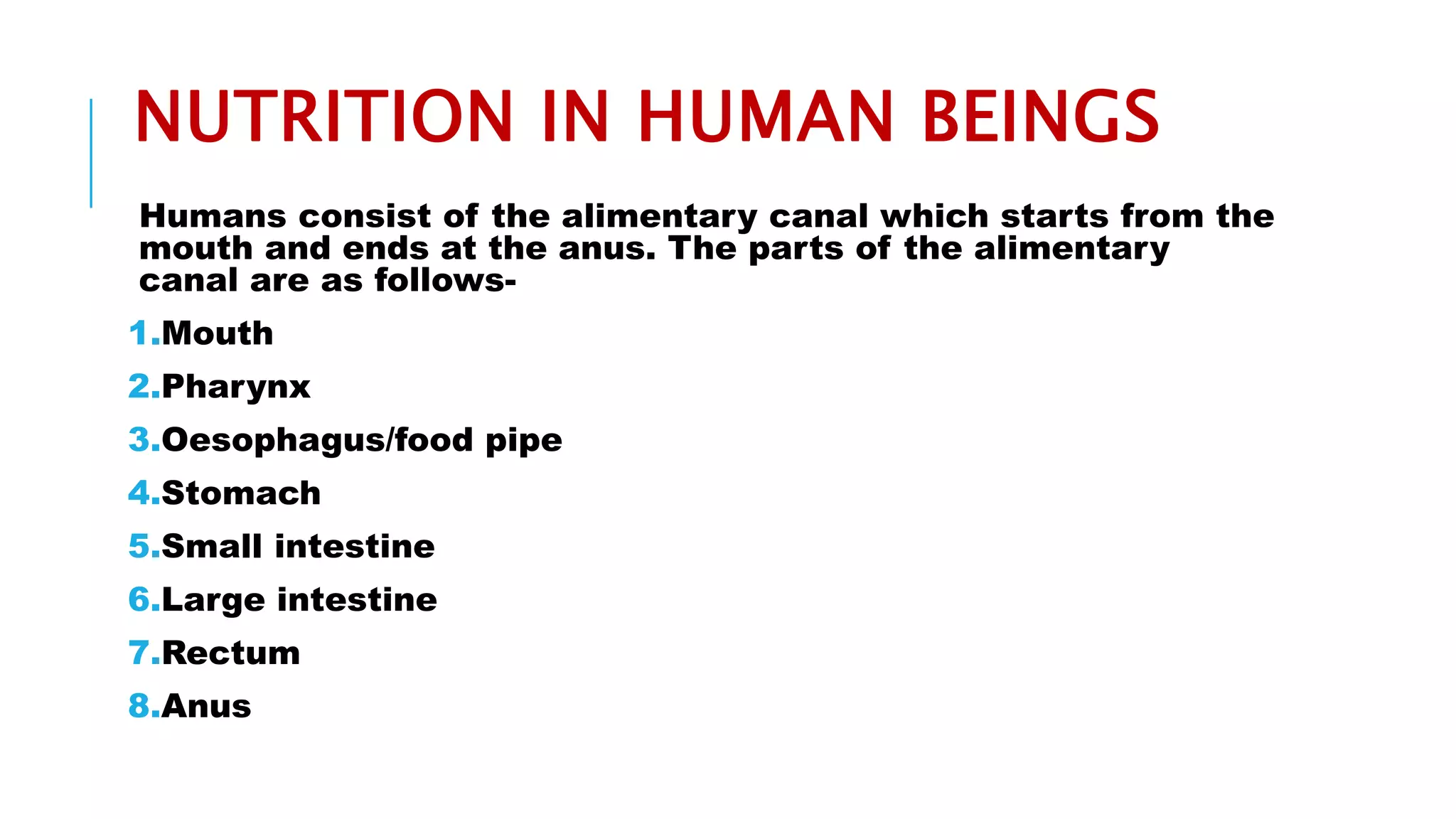 digestive system class 10 | PPTX