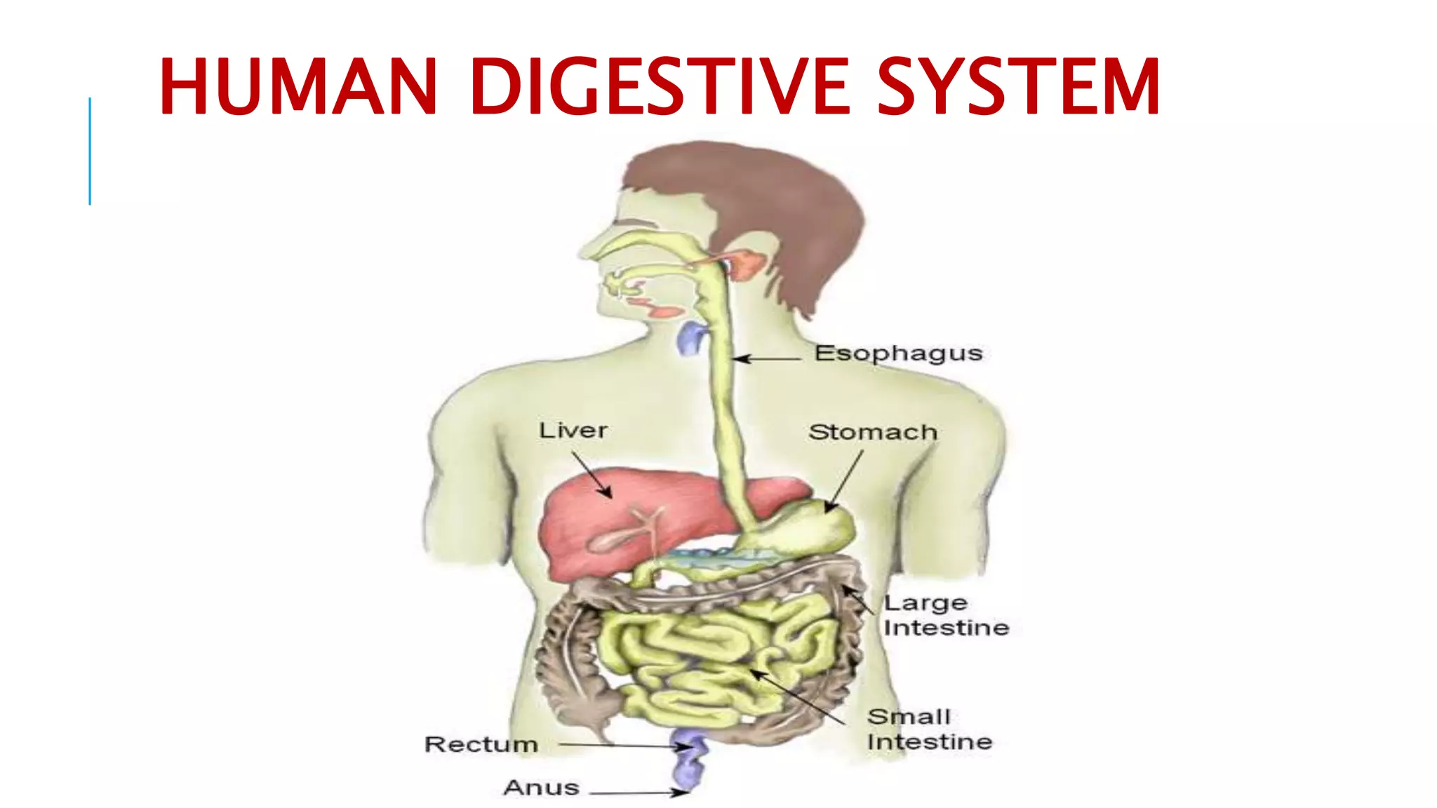 digestive system class 10 | PPTX