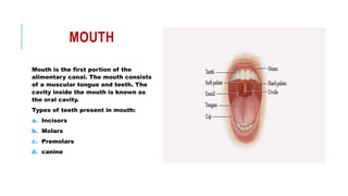 digestive system class 10 | PPTX