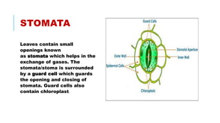 digestive system class 10 | PPTX