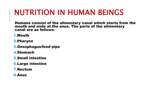 digestive system class 10 | PPTX