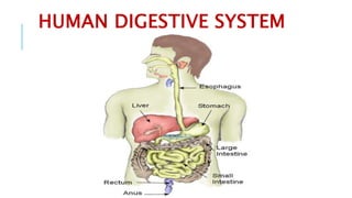 digestive system class 10 | PPTX