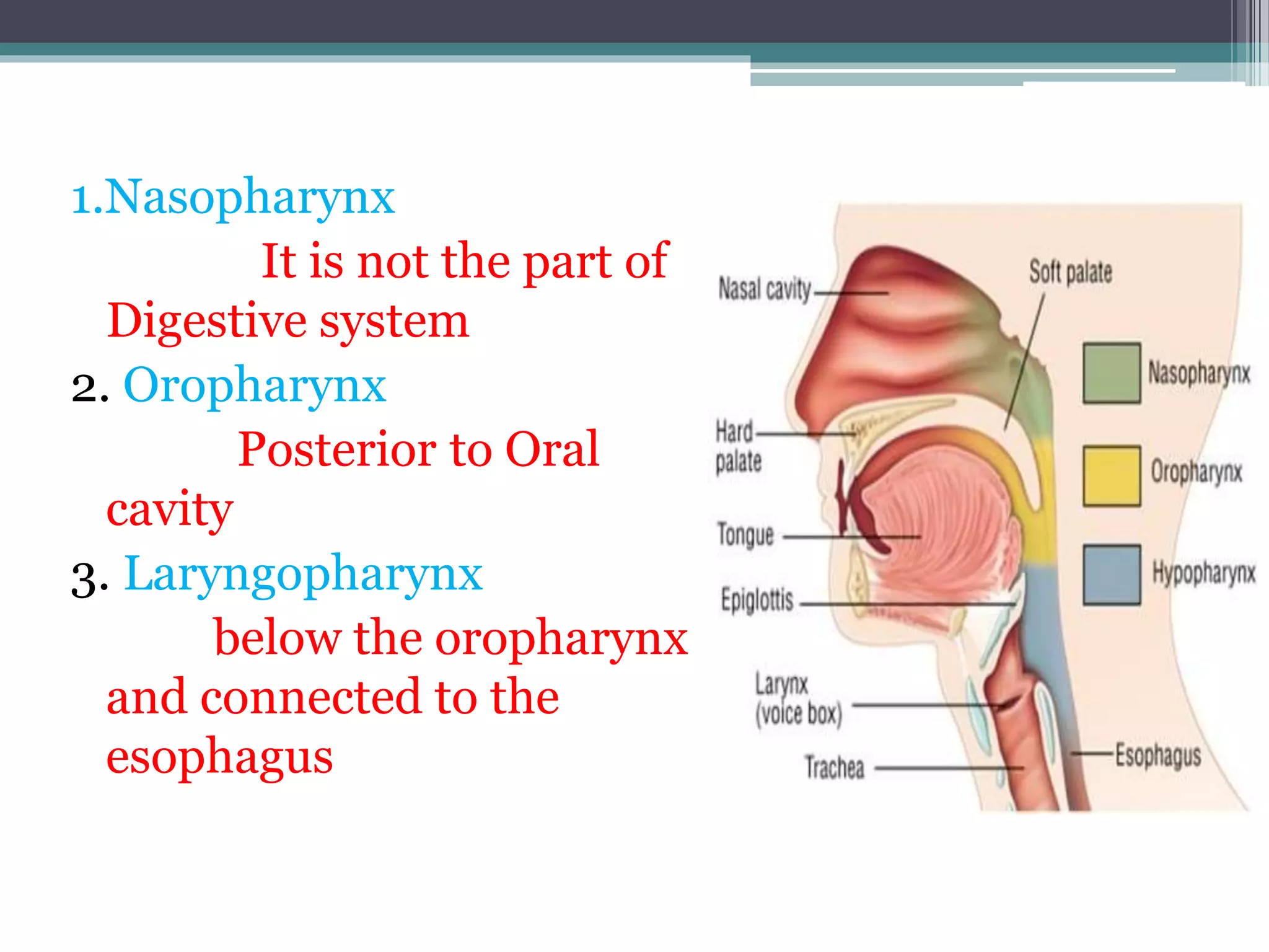Digestive system -Part II | PPTX