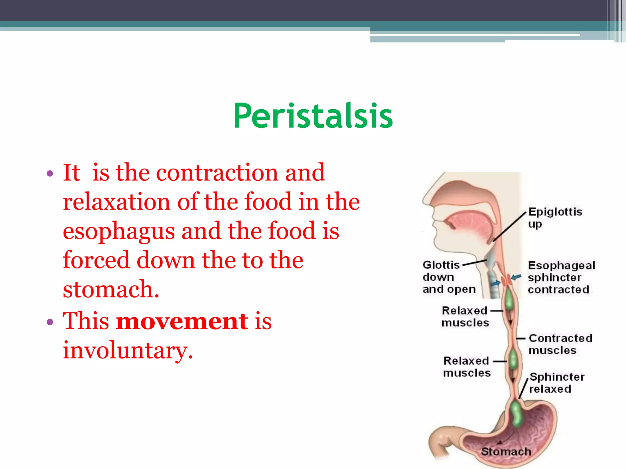 Digestive system -Part II | PPTX