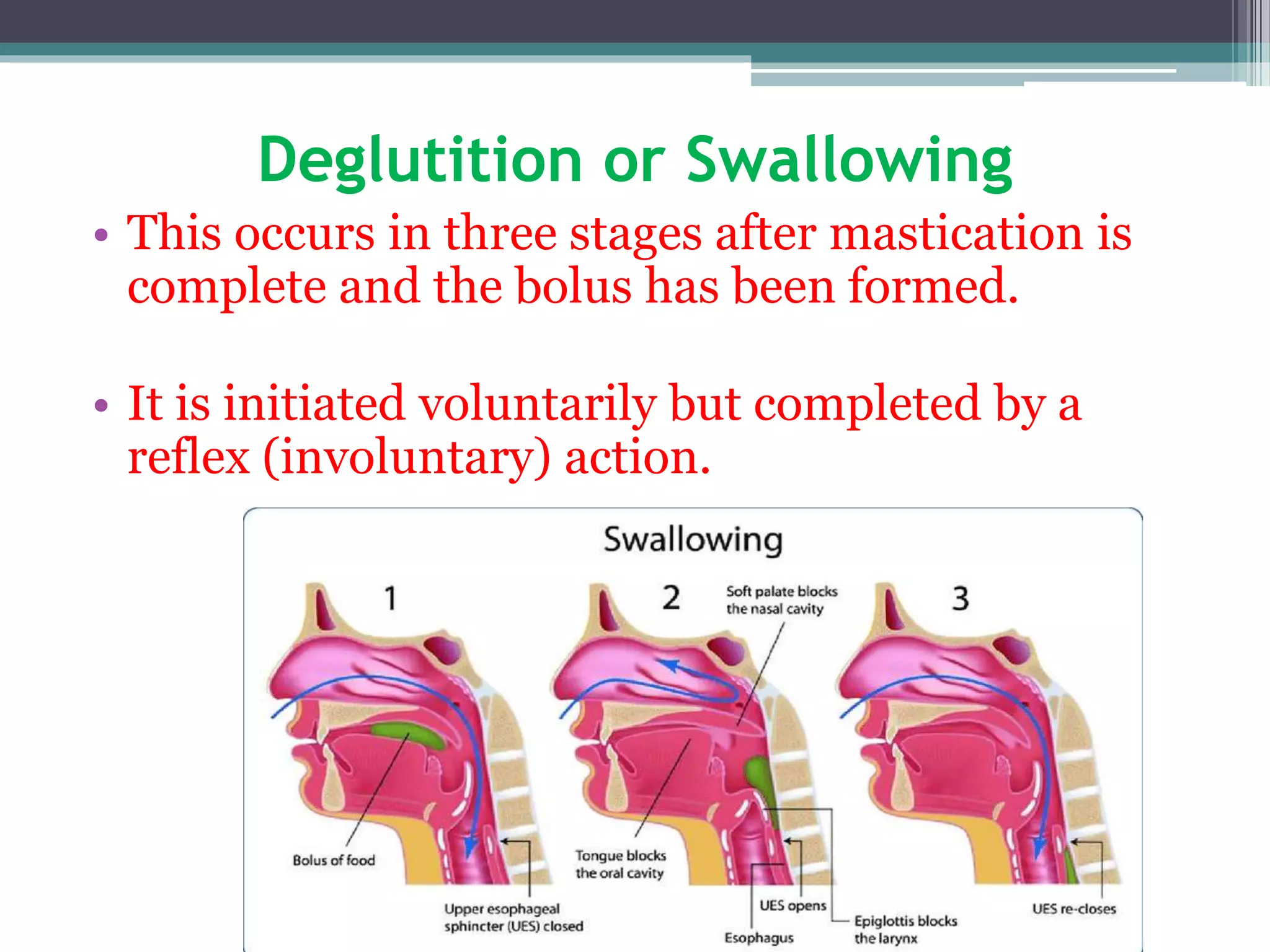 Digestive system -Part II | PPTX
