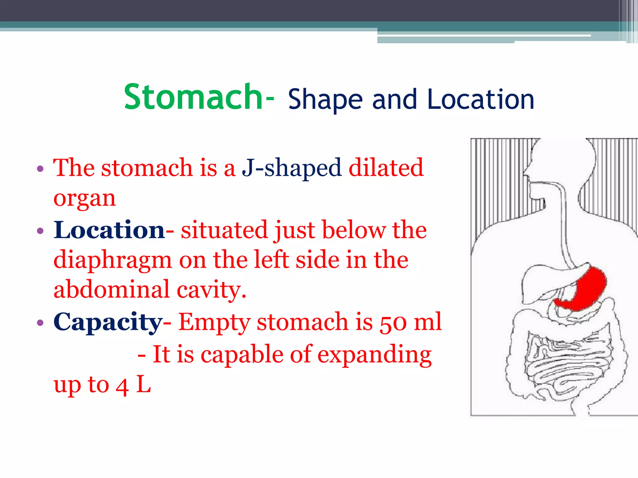 Digestive system -Part II | PPTX