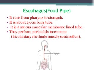 Digestive system -Part II | PPTX