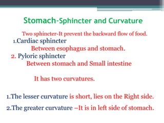 Digestive system -Part II | PPTX