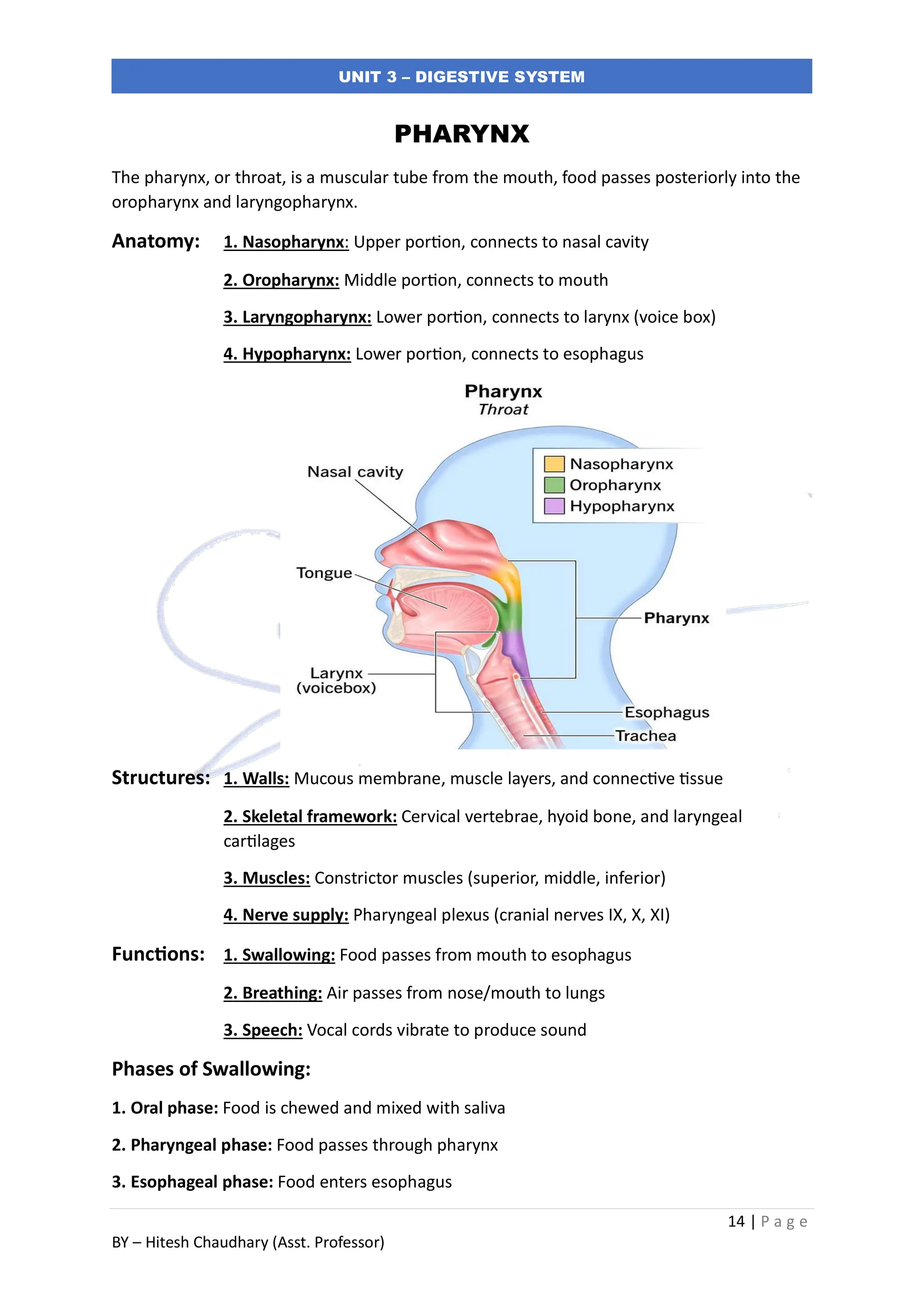 Digestive System - Unit 3 of Anatomy & Physiology for Nursing Students ...