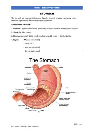 Digestive System - Unit 3 of Anatomy & Physiology for Nursing Students ...