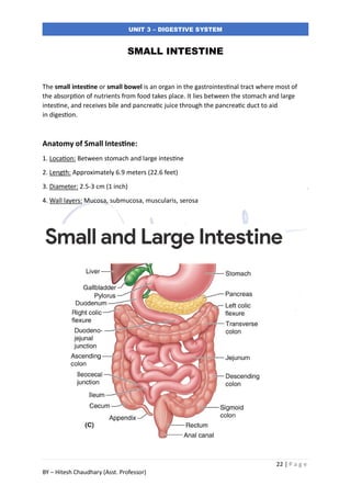 Digestive System - Unit 3 of Anatomy & Physiology for Nursing Students ...