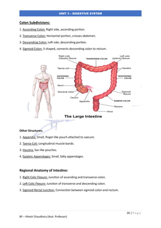 Digestive System - Unit 3 of Anatomy & Physiology for Nursing Students ...