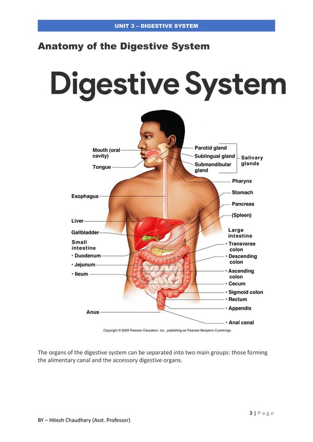 Digestive System - Unit 3 of Anatomy & Physiology for Nursing Students ...